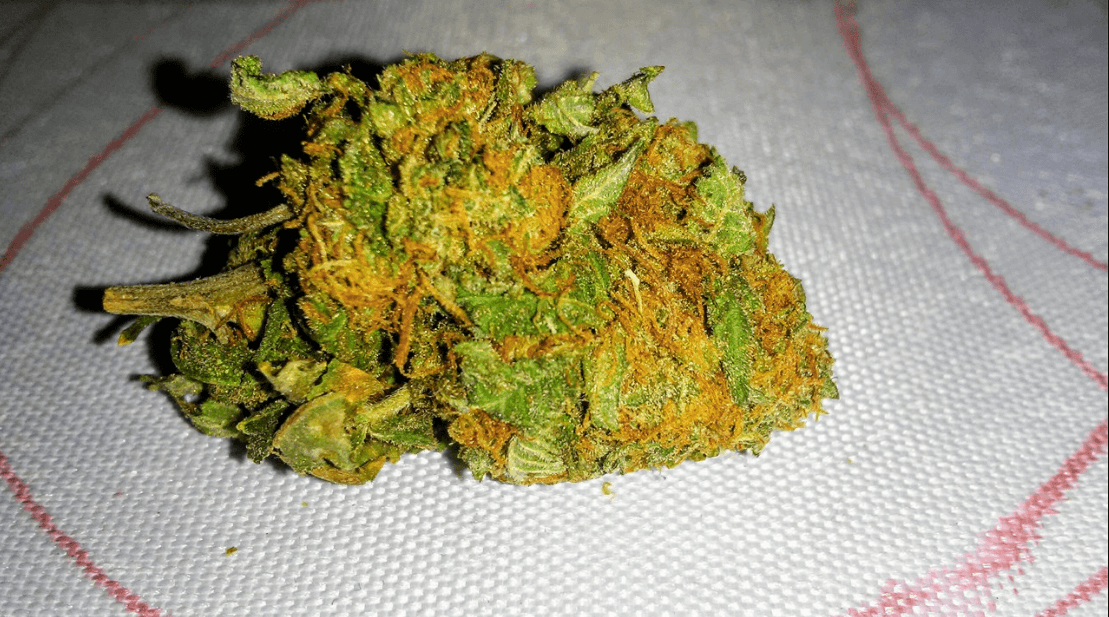 Cali Gold: An In-Depth Look at This Iconic Strain
